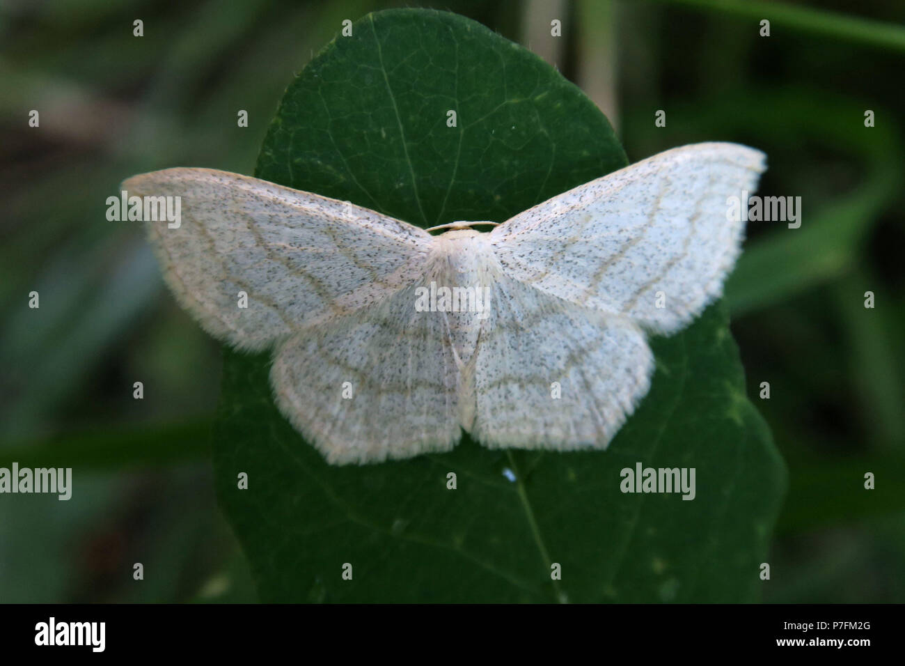 simple wave moth, Glacier National Park Stock Photo - Alamy
