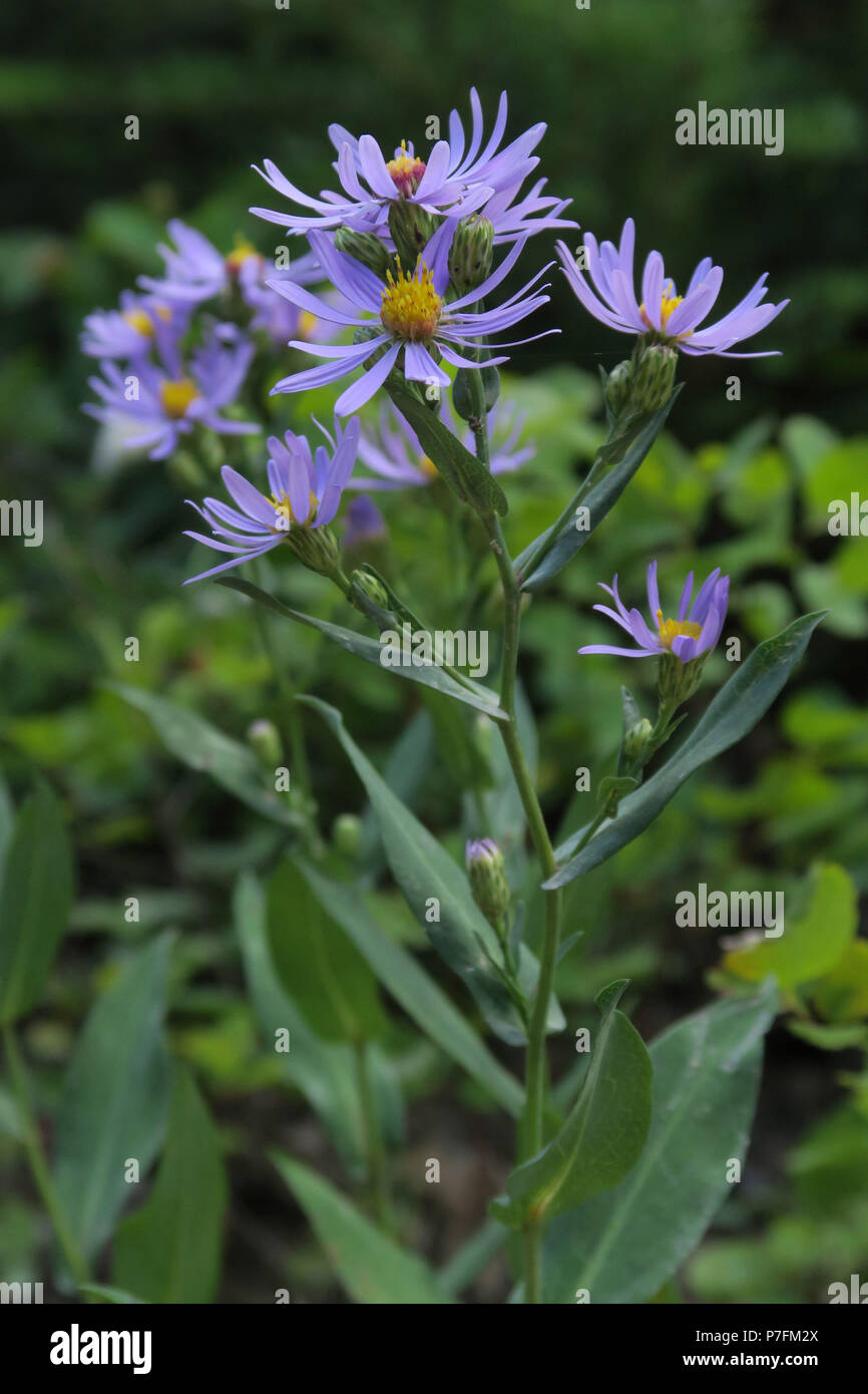 Aster Laevis Leaves