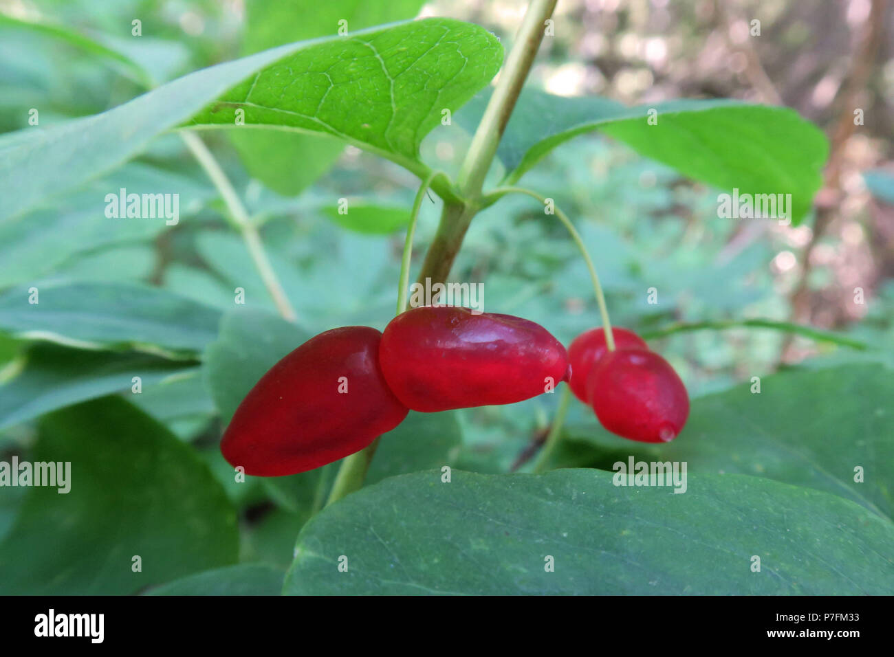 Lonicera utahensis hi-res stock photography and images - Alamy