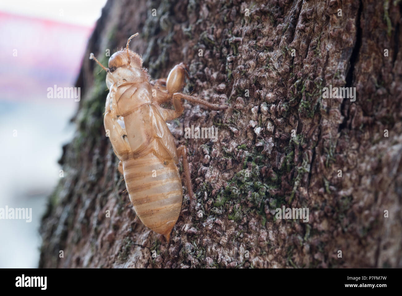 Insect cicada slough and leave stains on the tree Stock Photo - Alamy