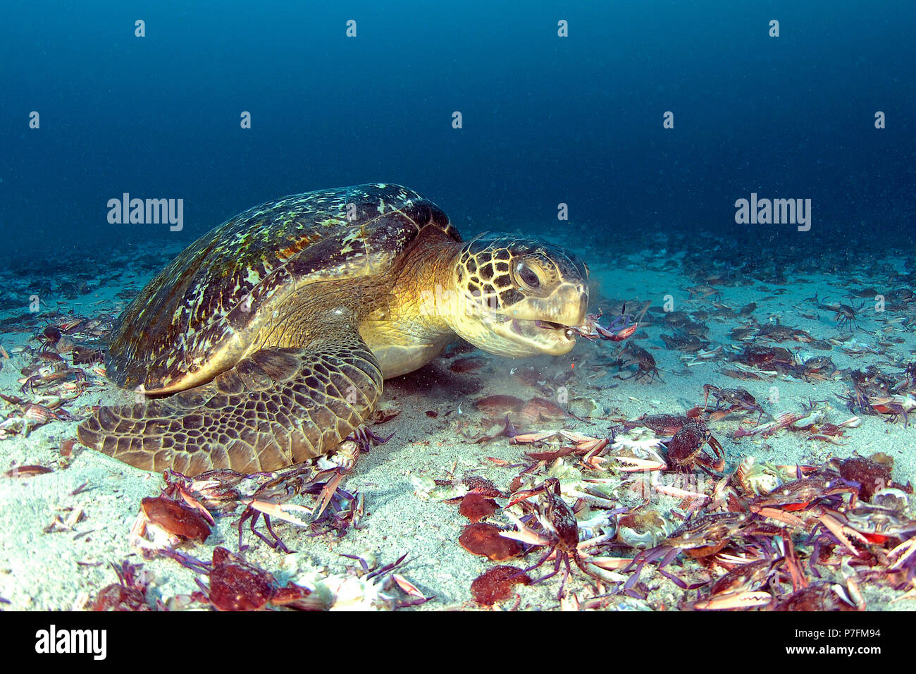 Sea Turtle Egg High Resolution Stock Photography and Images - Alamy