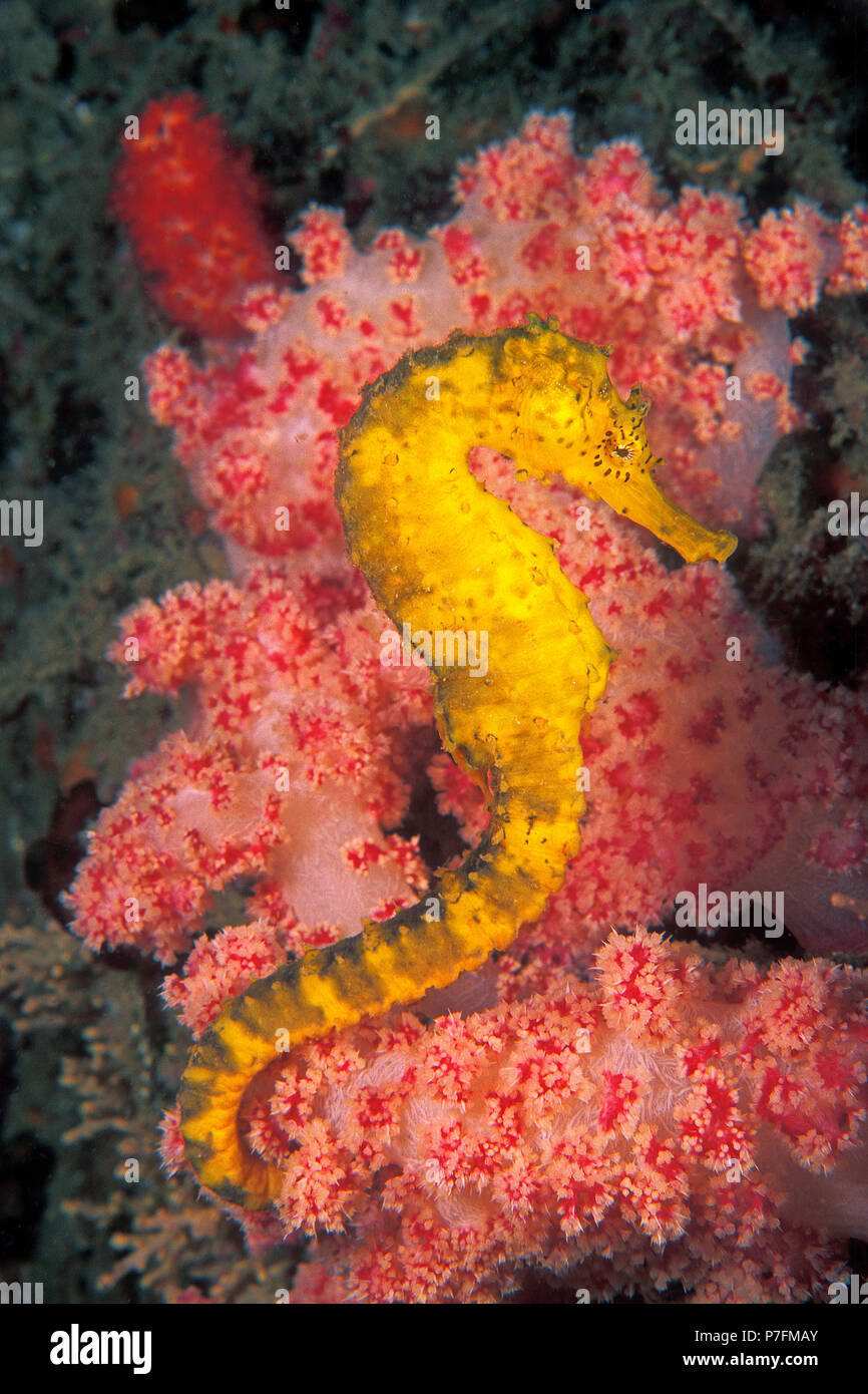 Tiger Tail Seahorse High Resolution Stock Photography and Images - Alamy