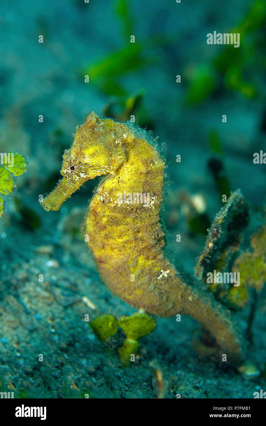 Pipefish Seahorse High Resolution Stock Photography and Images - Alamy