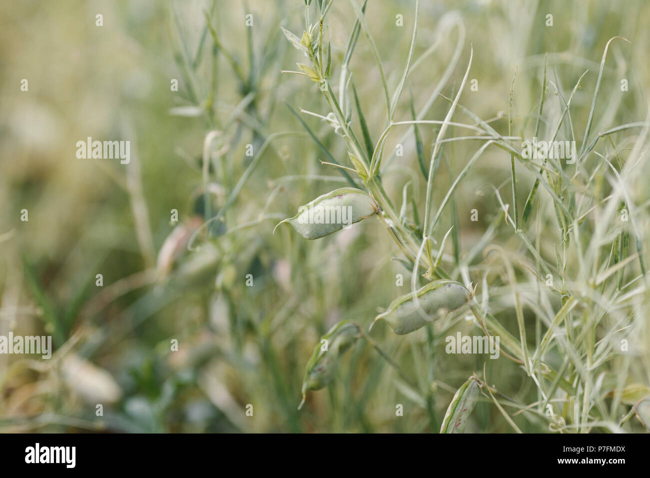 Grass pea (Lathyrus sativus) pods. Close-up Stock Photo - Alamy