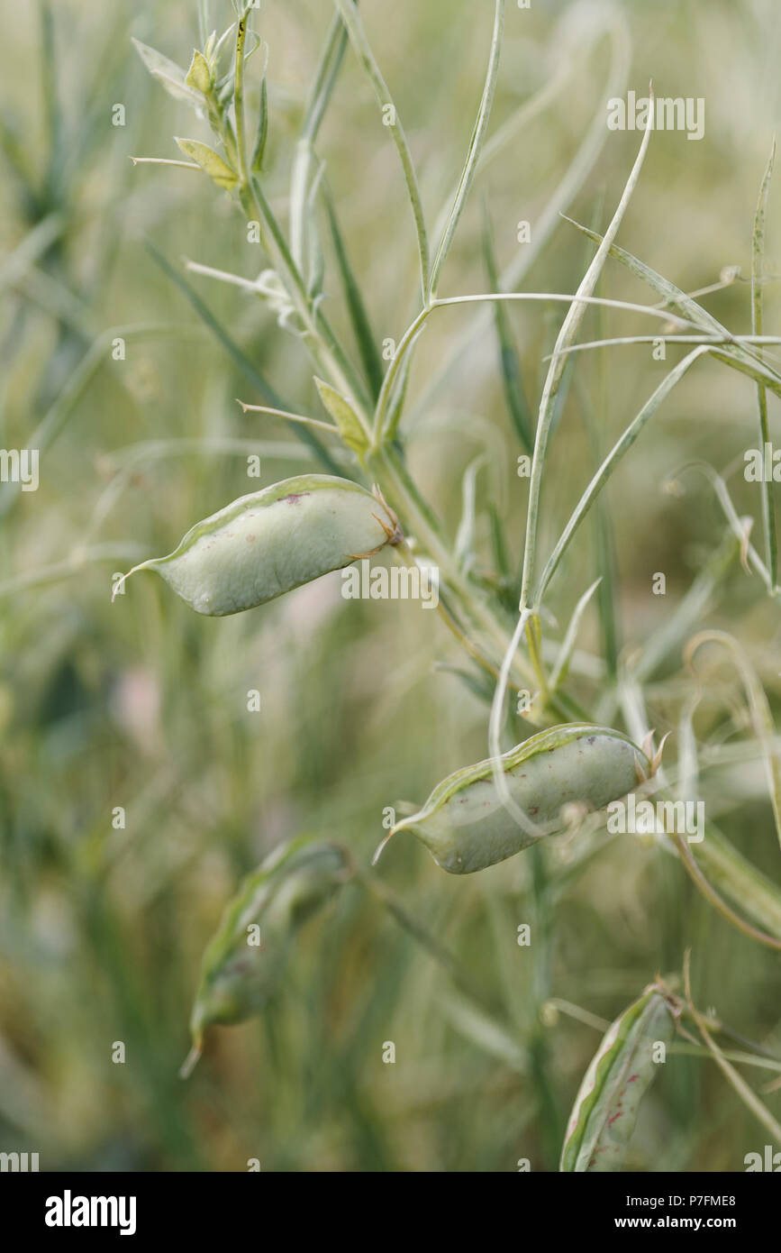 Grass pea (Lathyrus sativus) pods. Close-up Stock Photo - Alamy