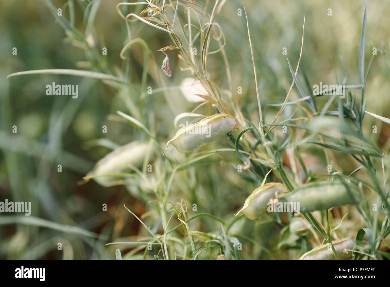 Grass pea (Lathyrus sativus) pods. Close-up Stock Photo - Alamy