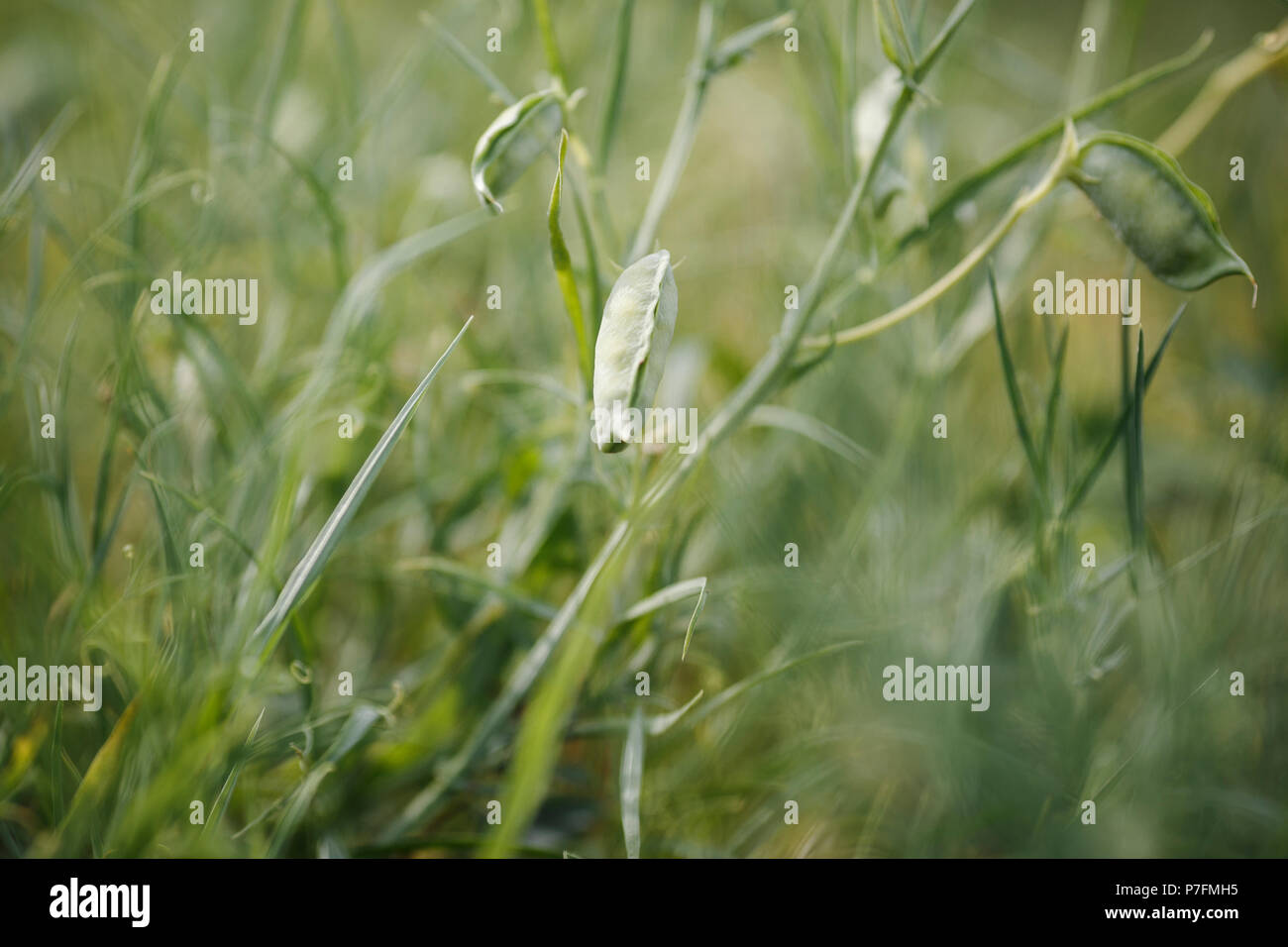 Grass pea (Lathyrus sativus) pods. Close-up Stock Photo - Alamy