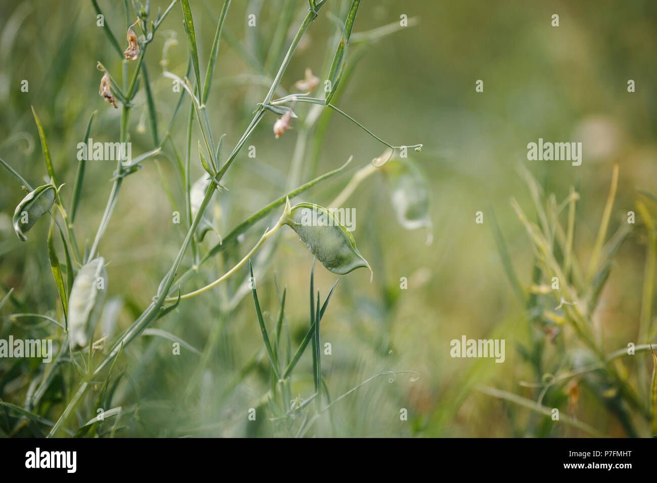 Grass pea (Lathyrus sativus) pods. Close-up Stock Photo - Alamy