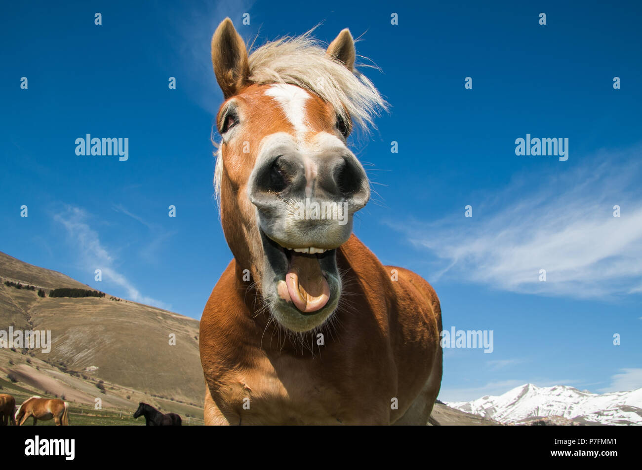 Funny portrait of smiling horse against the blue sky Stock Photo - Alamy