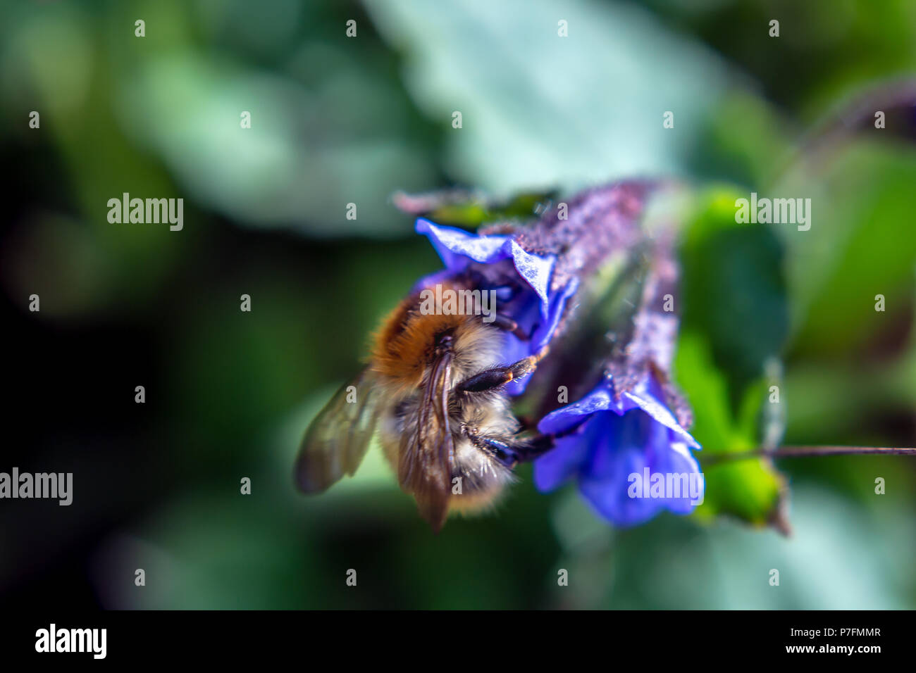 Bumblebee on lungwort bloom close up nature insects Backgrounds Stock ...