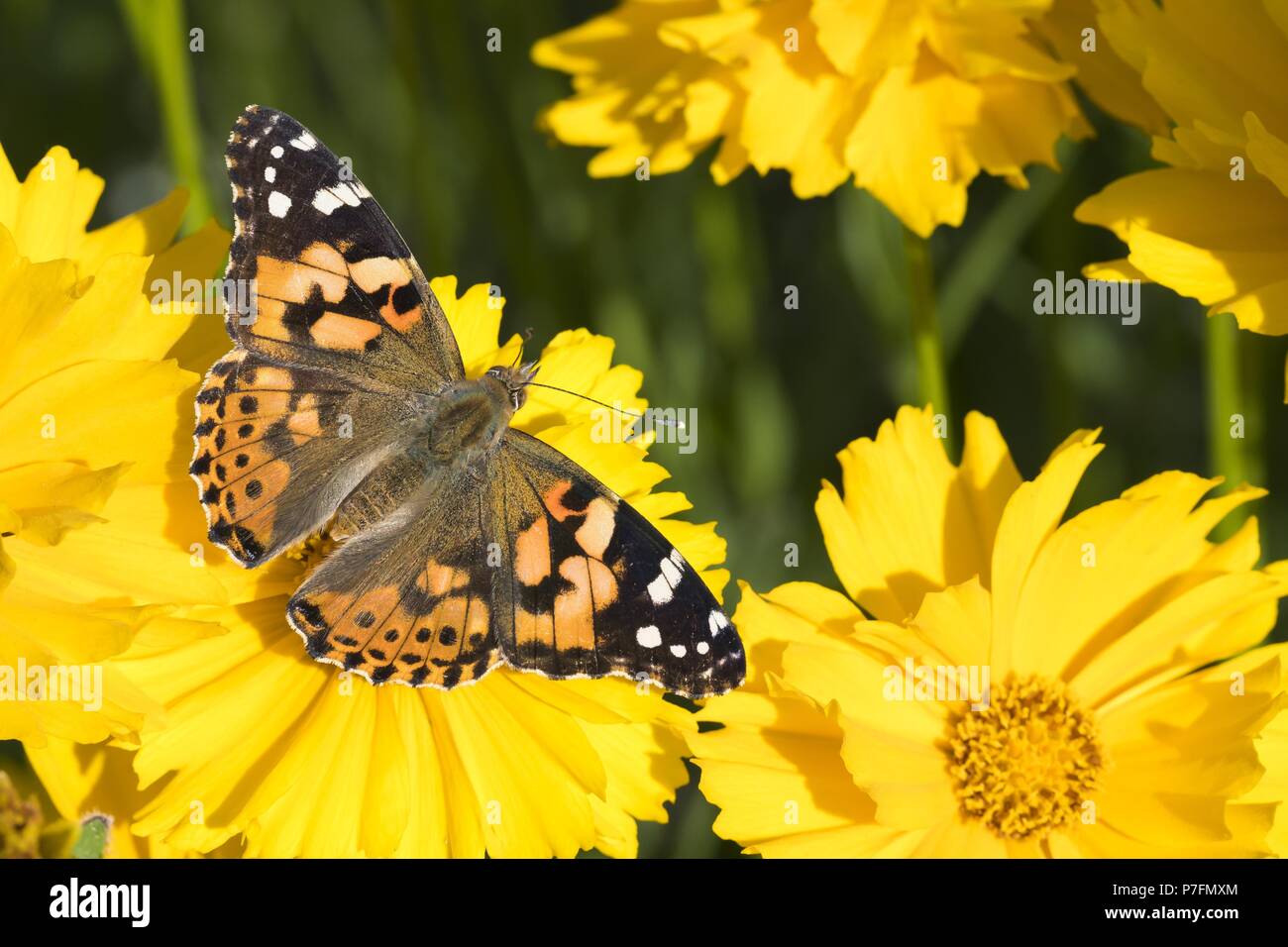 Painted lady (Vanessa cardui) on Tickseed (Coreopsis), Hesse, Germany ...