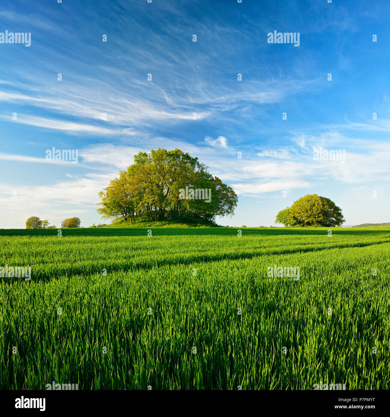 Grain field with Bronze Age burial mounds in spring, fresh green ...
