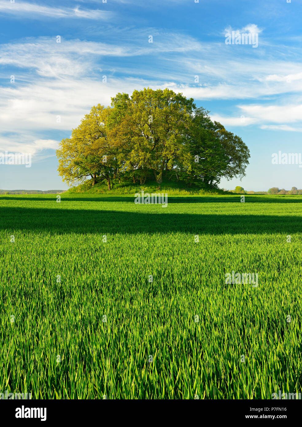 Grain field with Bronze Age burial mound in spring, fresh green ...