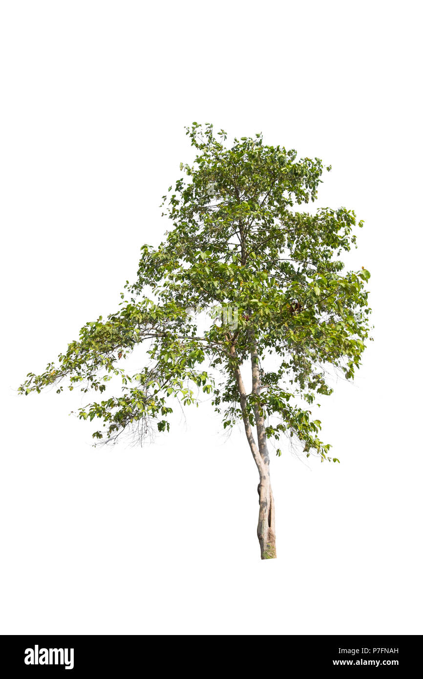 Tree isolated on a white background, Can be used a tree for part ...