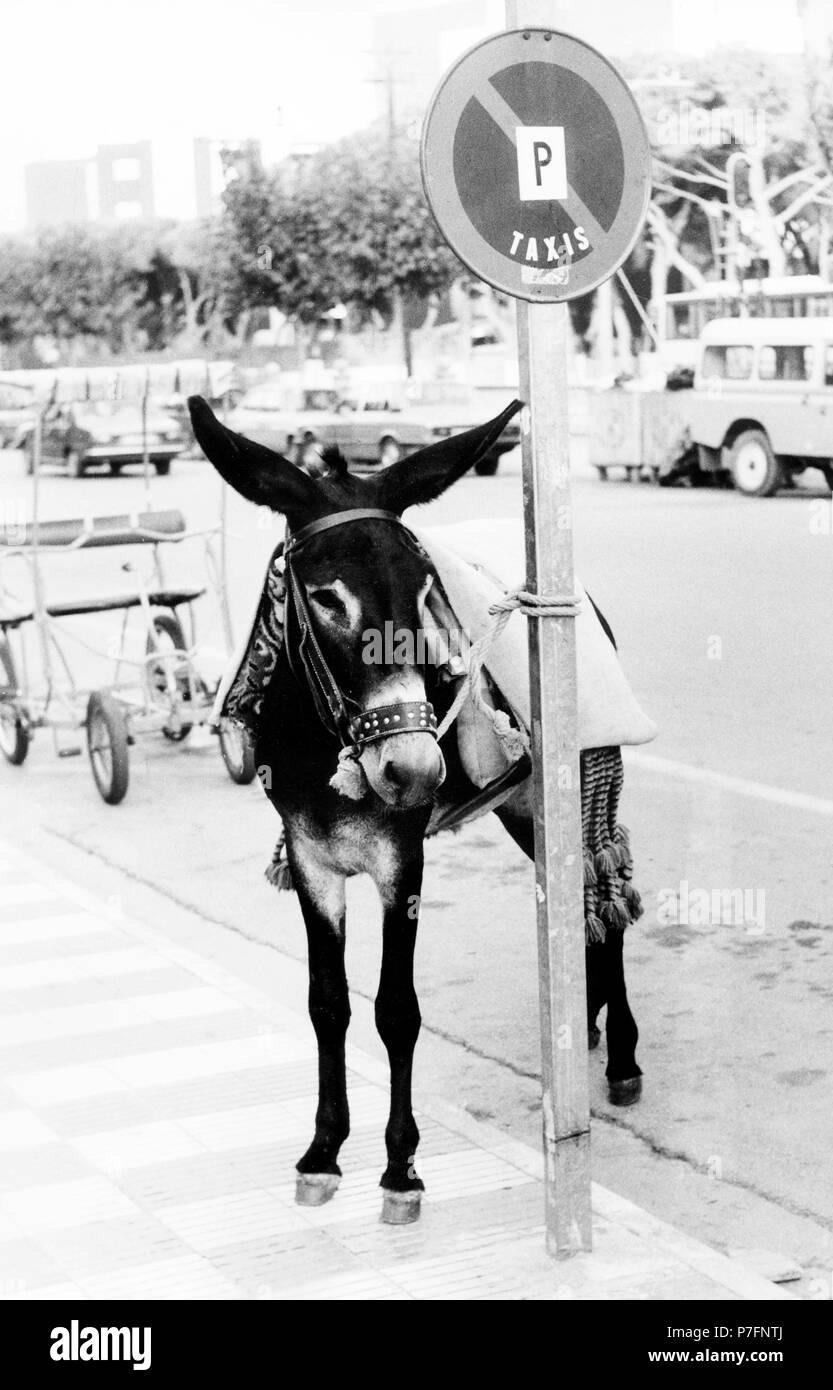 Donkey attached to parking pole, approx. 1980s, East Berlin, GDR ...