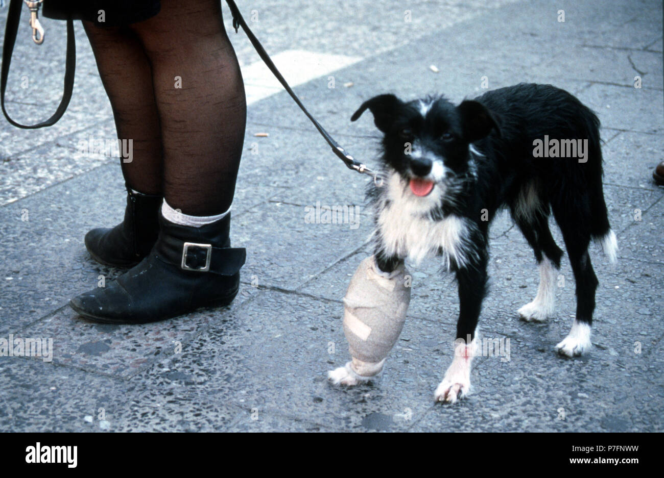Dog with bandage on leg hi-res stock photography and images - Alamy