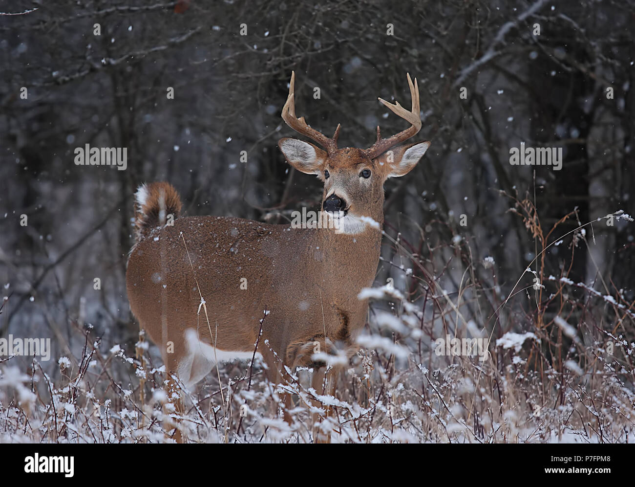 Whitetail deer buck isolated standing hi-res stock photography and ...