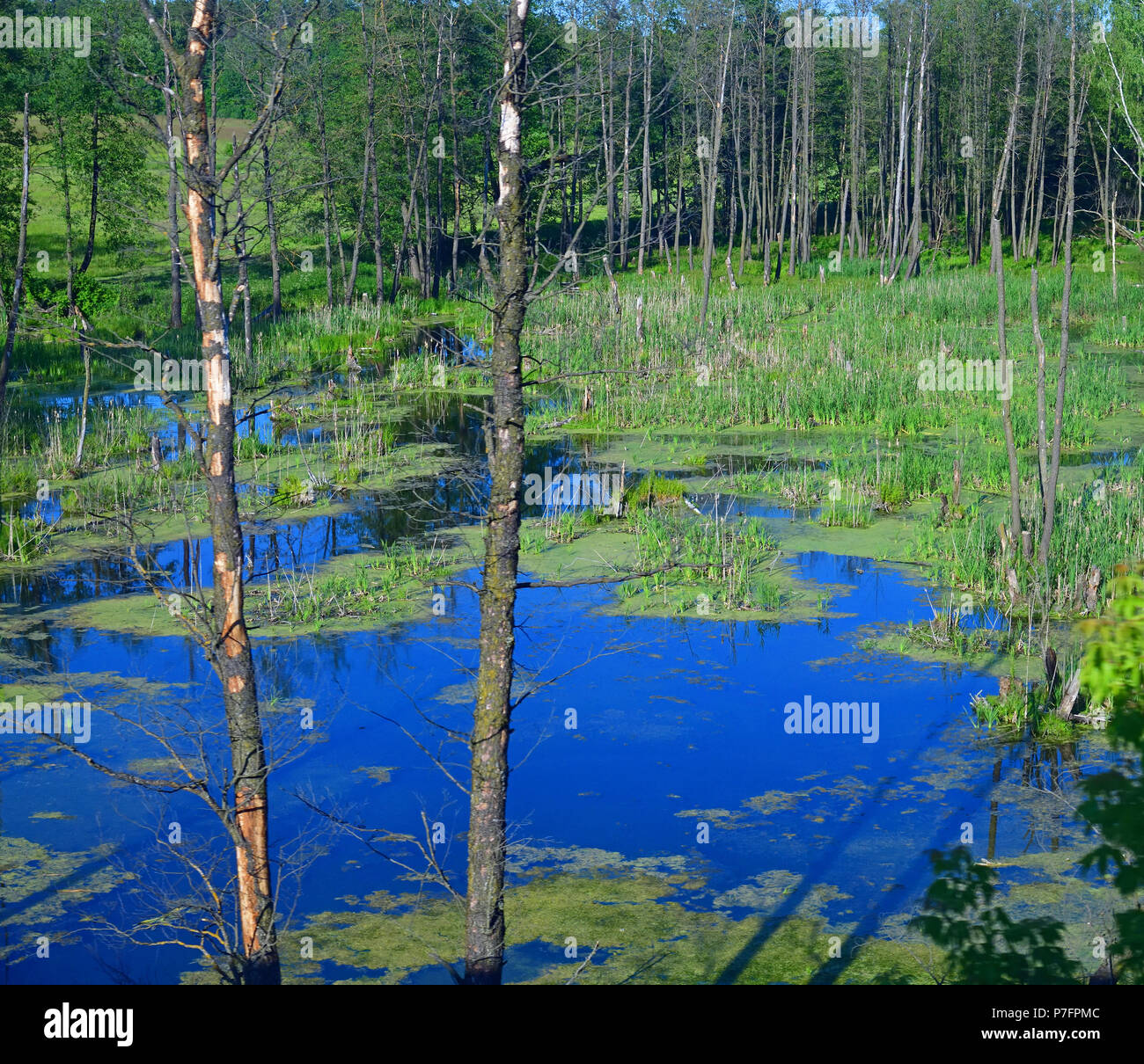Surface small forest lake in hi-res stock photography and images - Alamy