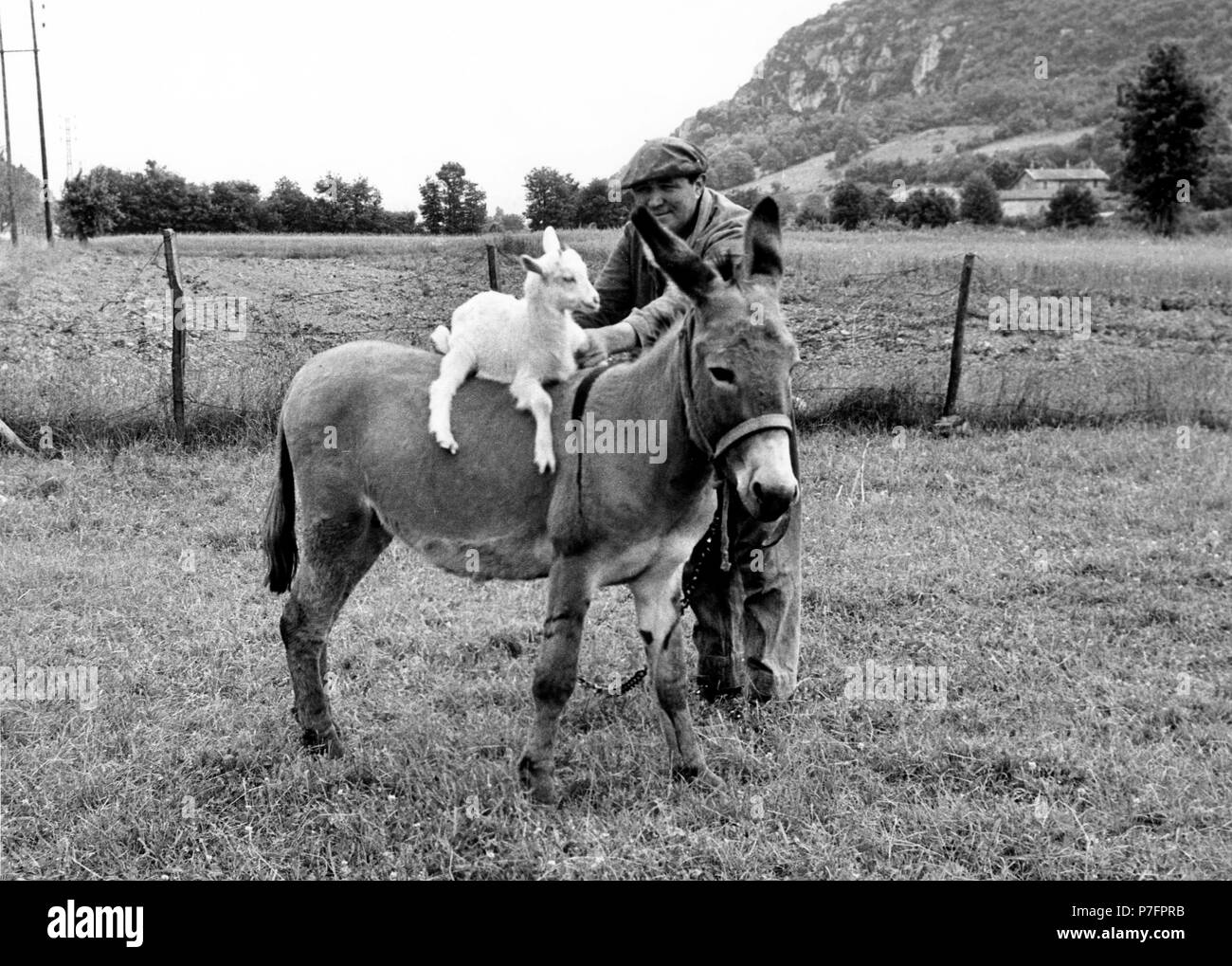 Goat rides on a donkey, between 50s and 60s, exact place unknown ...