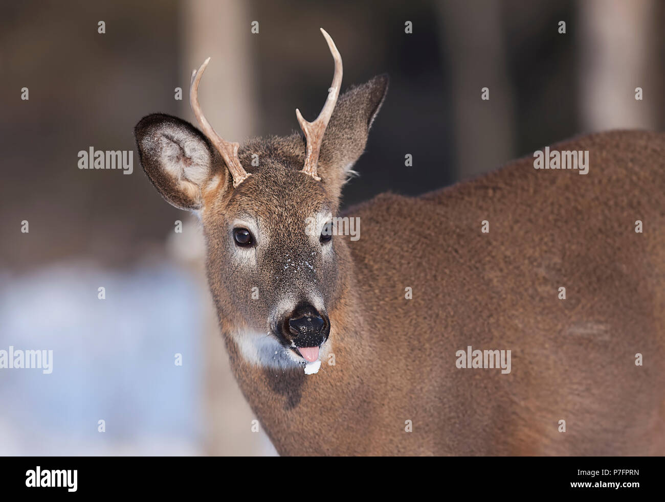 White-tailed deer buck in the winter snow in Canada Stock Photo - Alamy