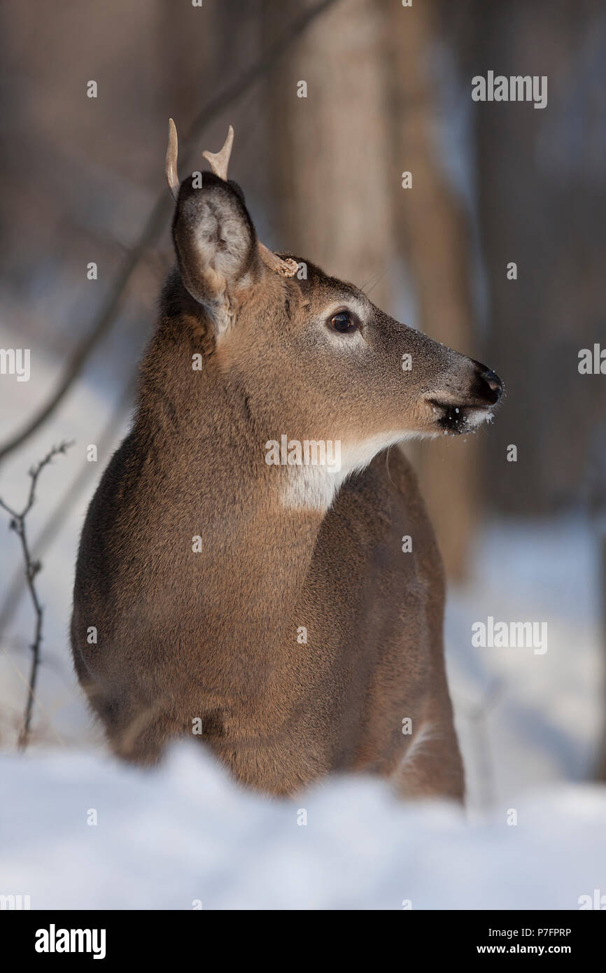 White-tailed deer buck in the winter snow in Canada Stock Photo - Alamy