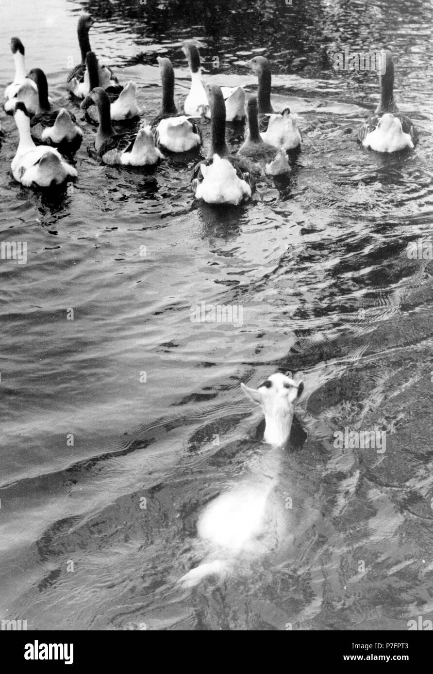 Goat water Black and White Stock Photos & Images - Alamy
