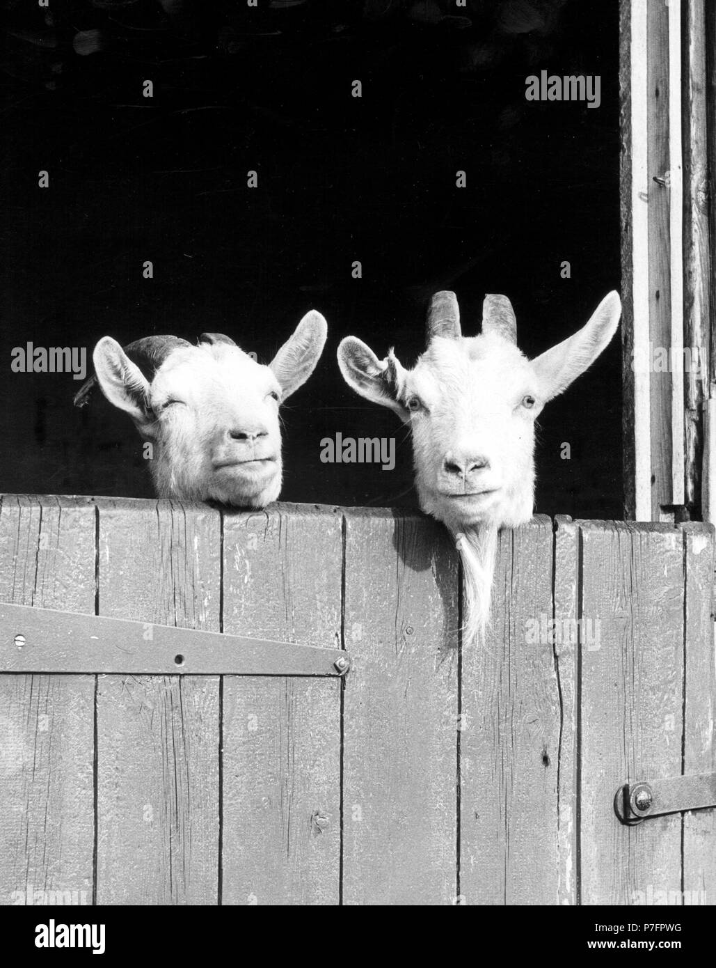 Two goats look out of the stable, ca. 1960s, exact place unknown ...