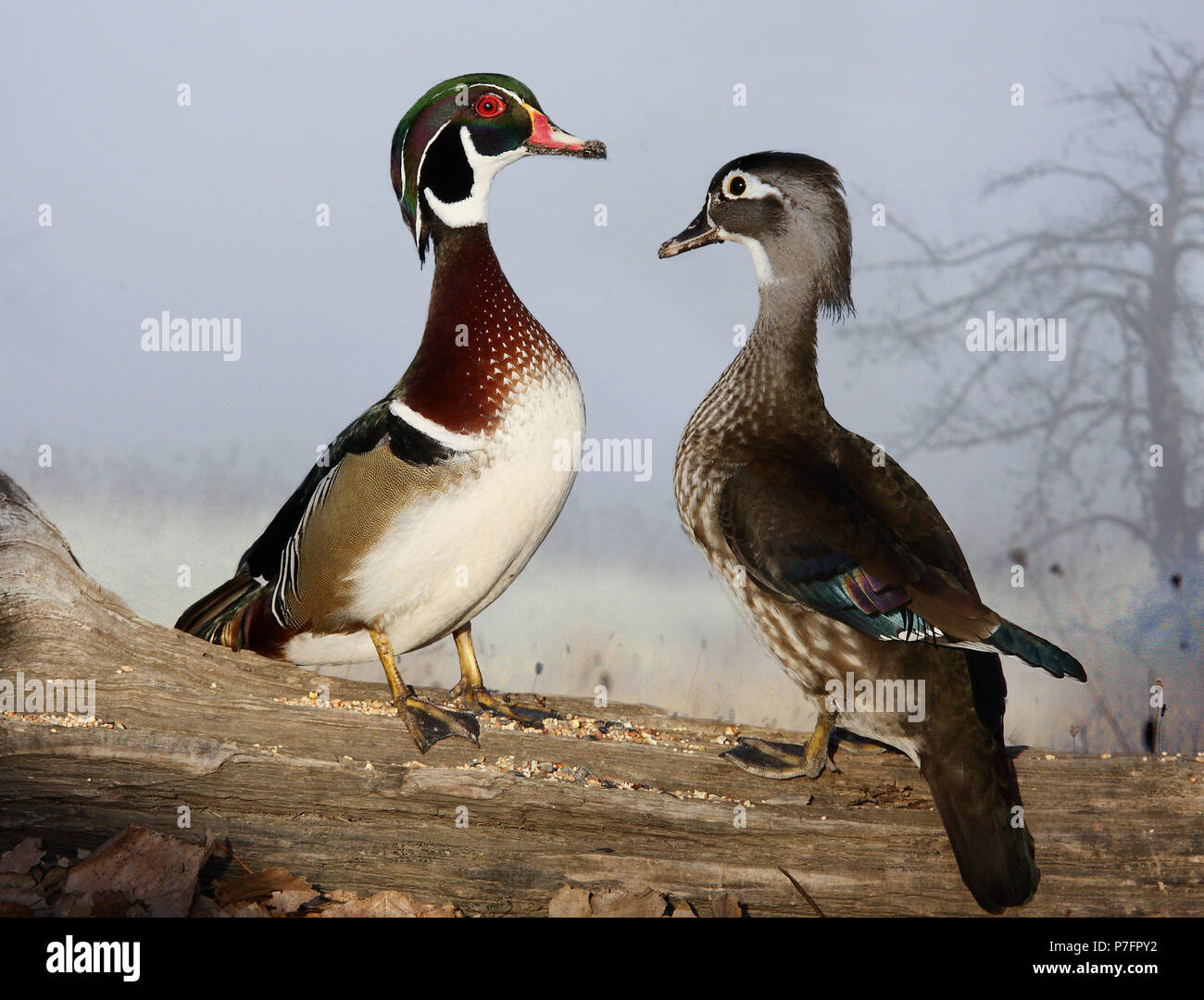 Male and female wood ducks standing on a log in Canada Stock Photo - Alamy