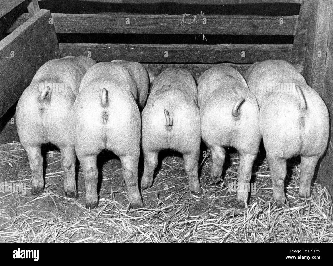 Pig rear view Black and White Stock Photos & Images - Alamy