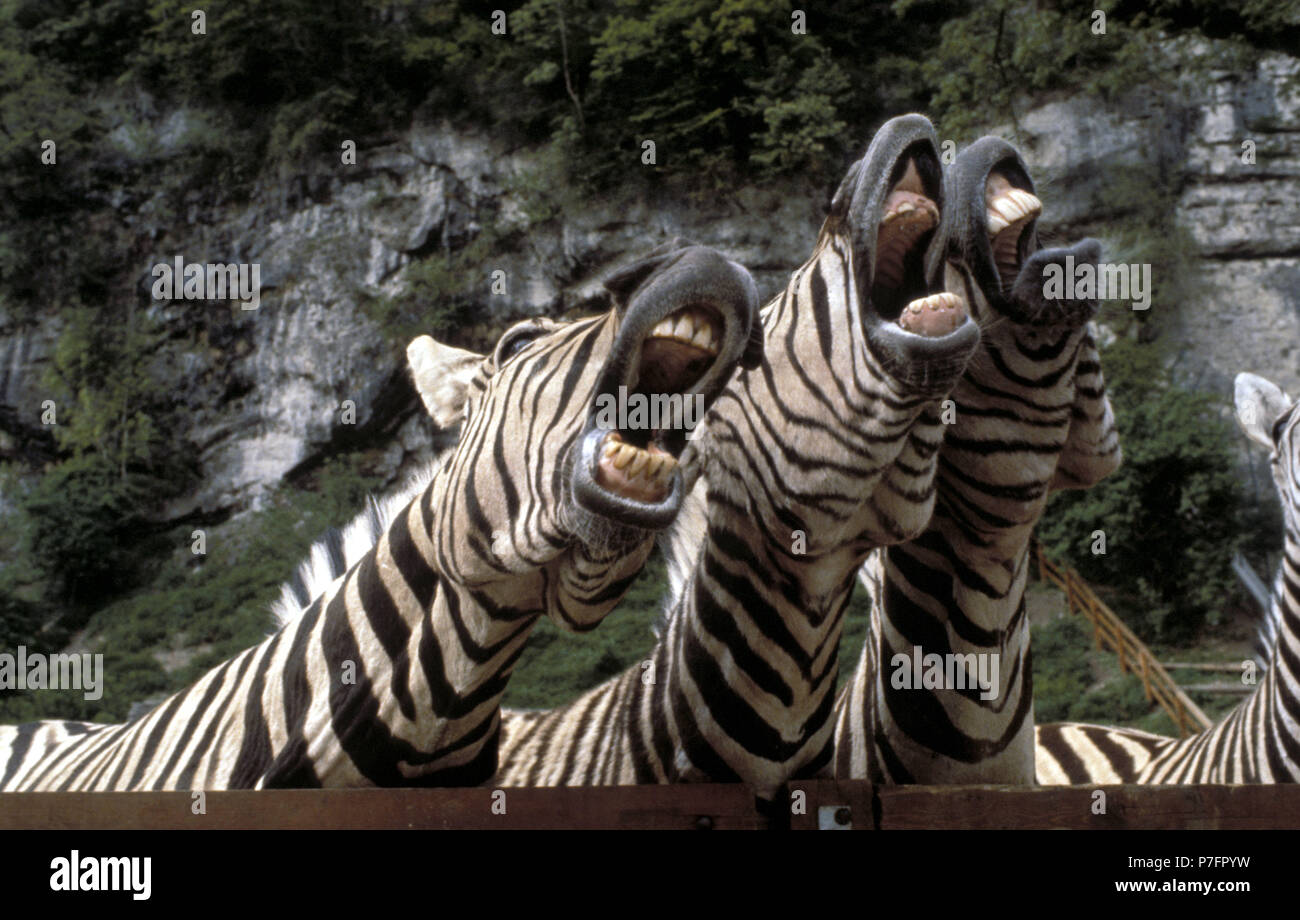 Singing zebras, ca. 1970s, exact place unknown, Austria Stock Photo - Alamy