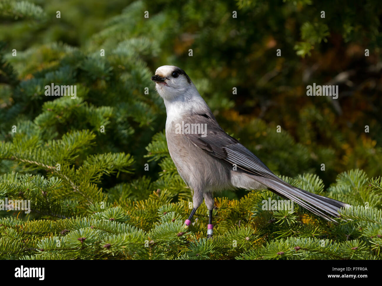 Canada Jay or Gray Jay Perisoreus canadensis perched on branch in ...