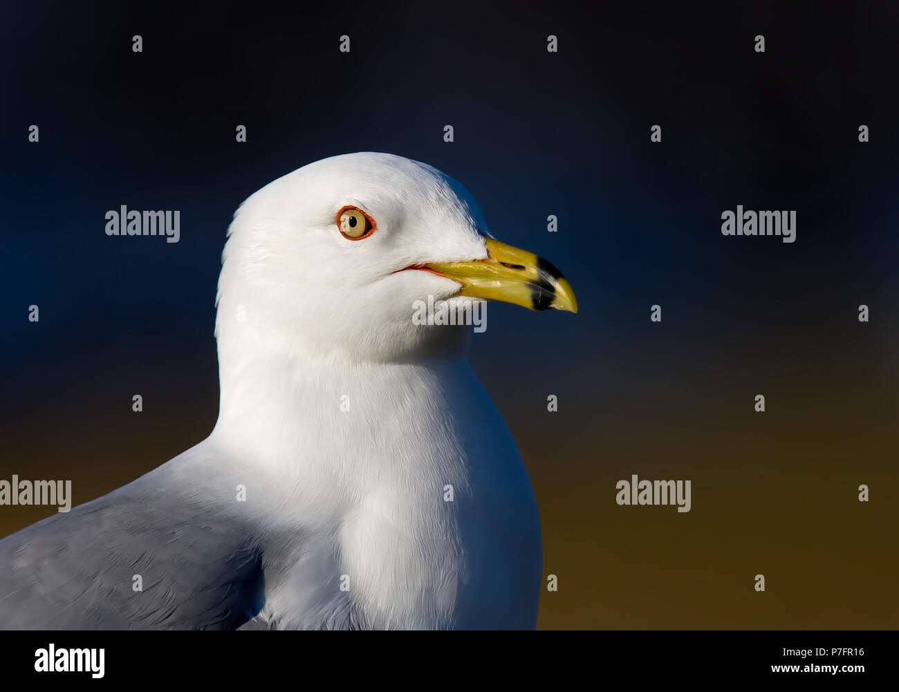 Closeup ring billed gull hi-res stock photography and images - Alamy