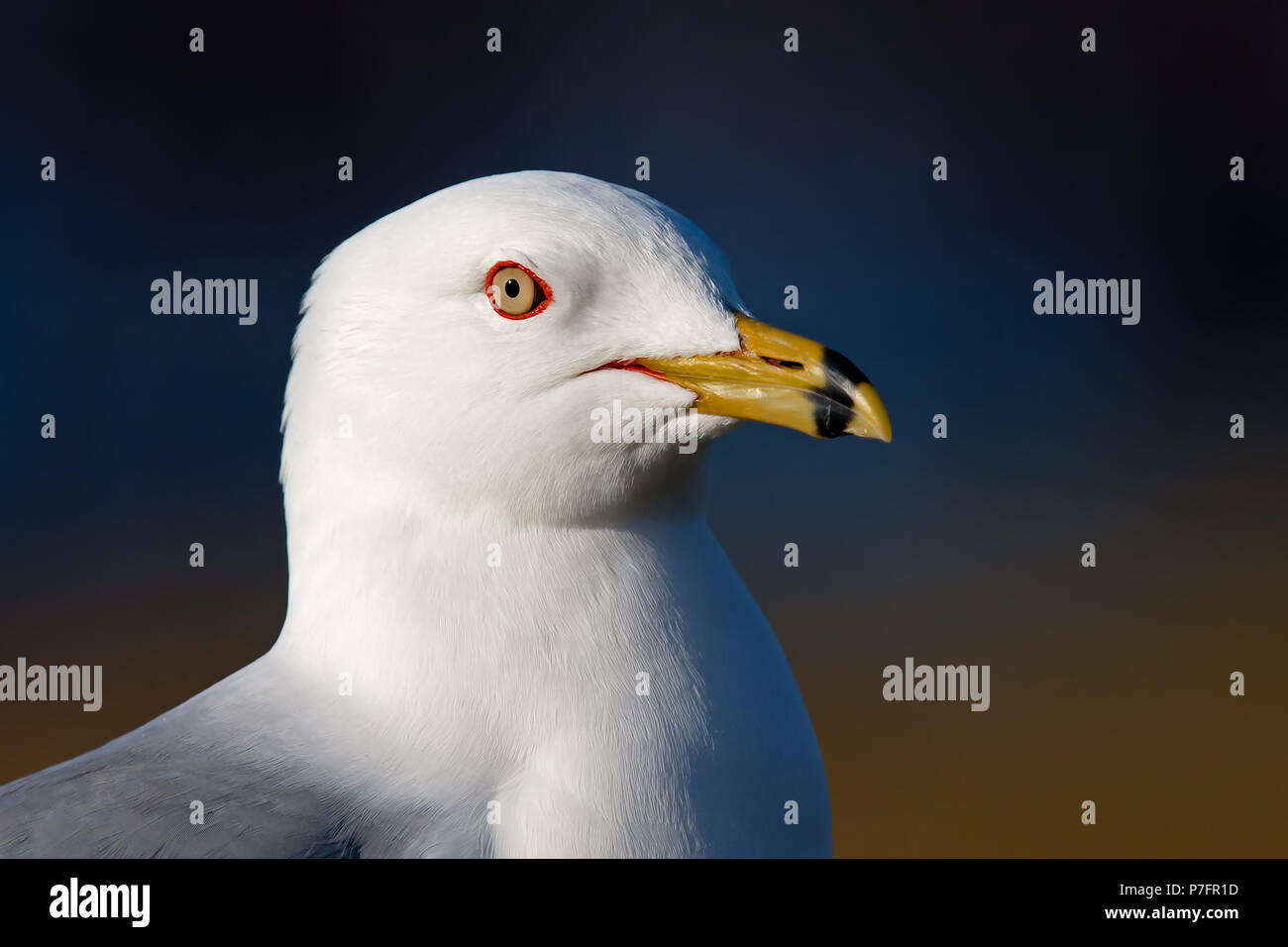 Ring billed bird hi-res stock photography and images - Alamy