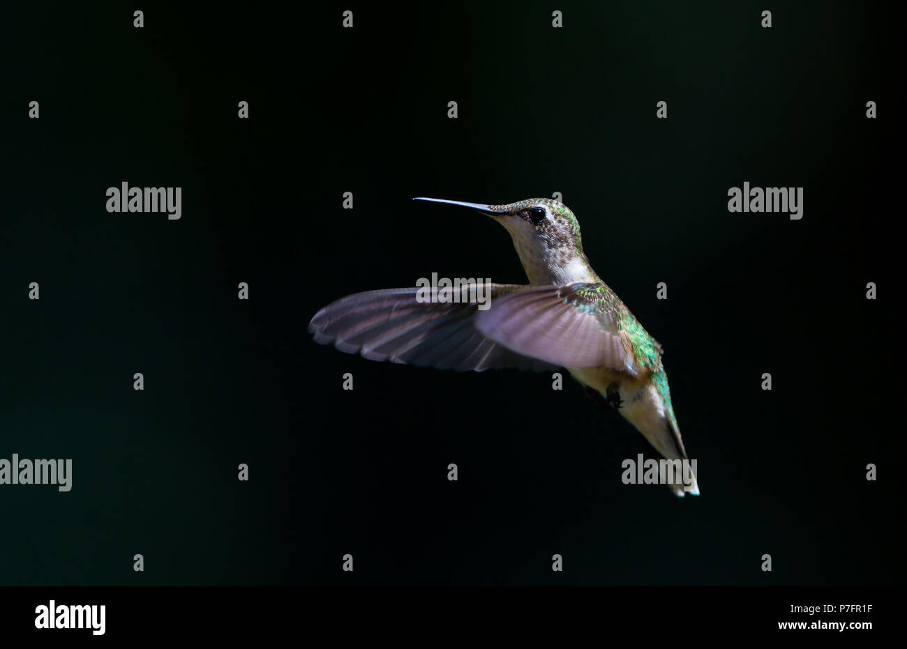 Juvenile male ruby throated hummingbird hi-res stock photography and ...