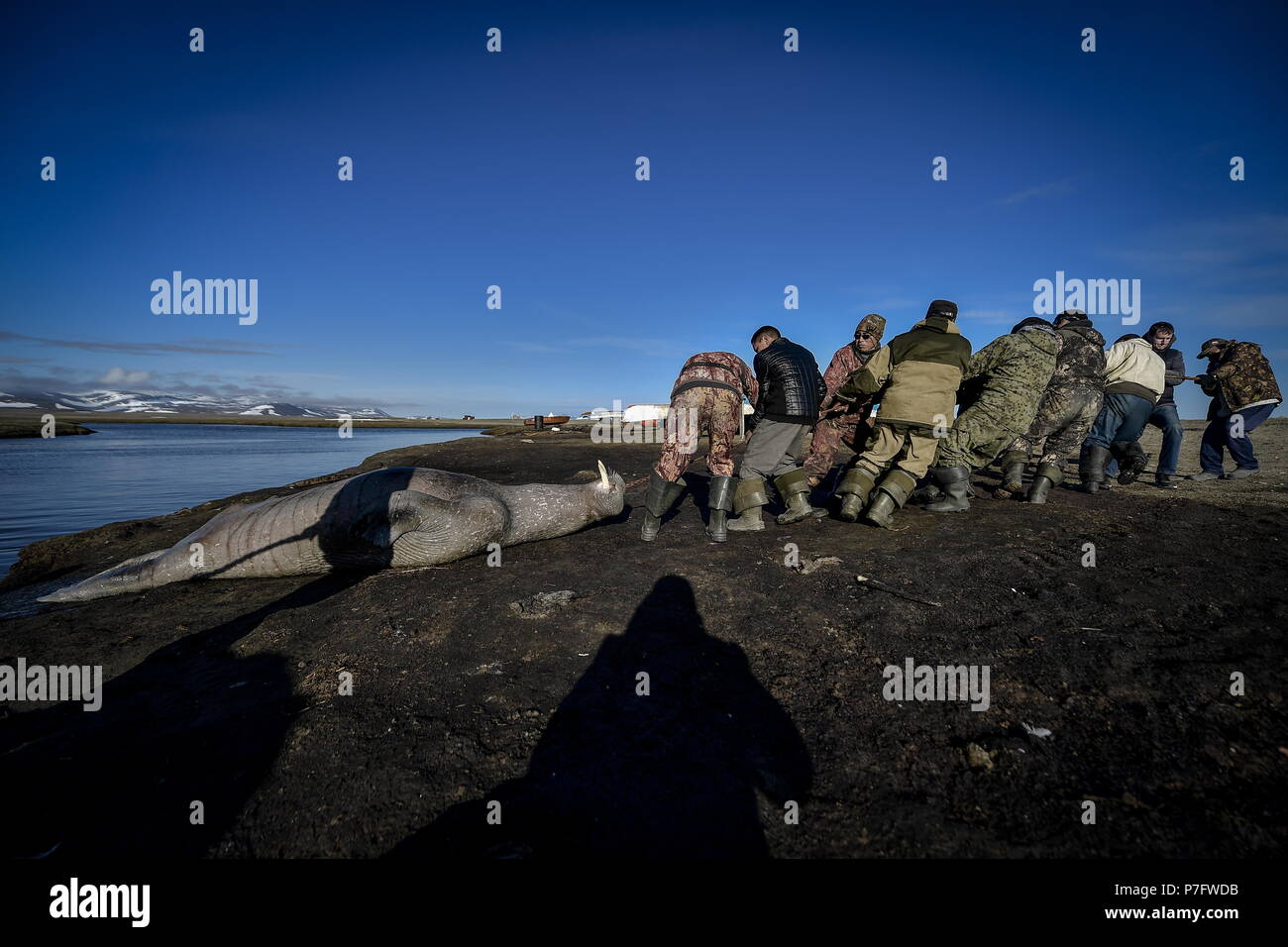 Hunt Walrus High Resolution Stock Photography and Images - Alamy