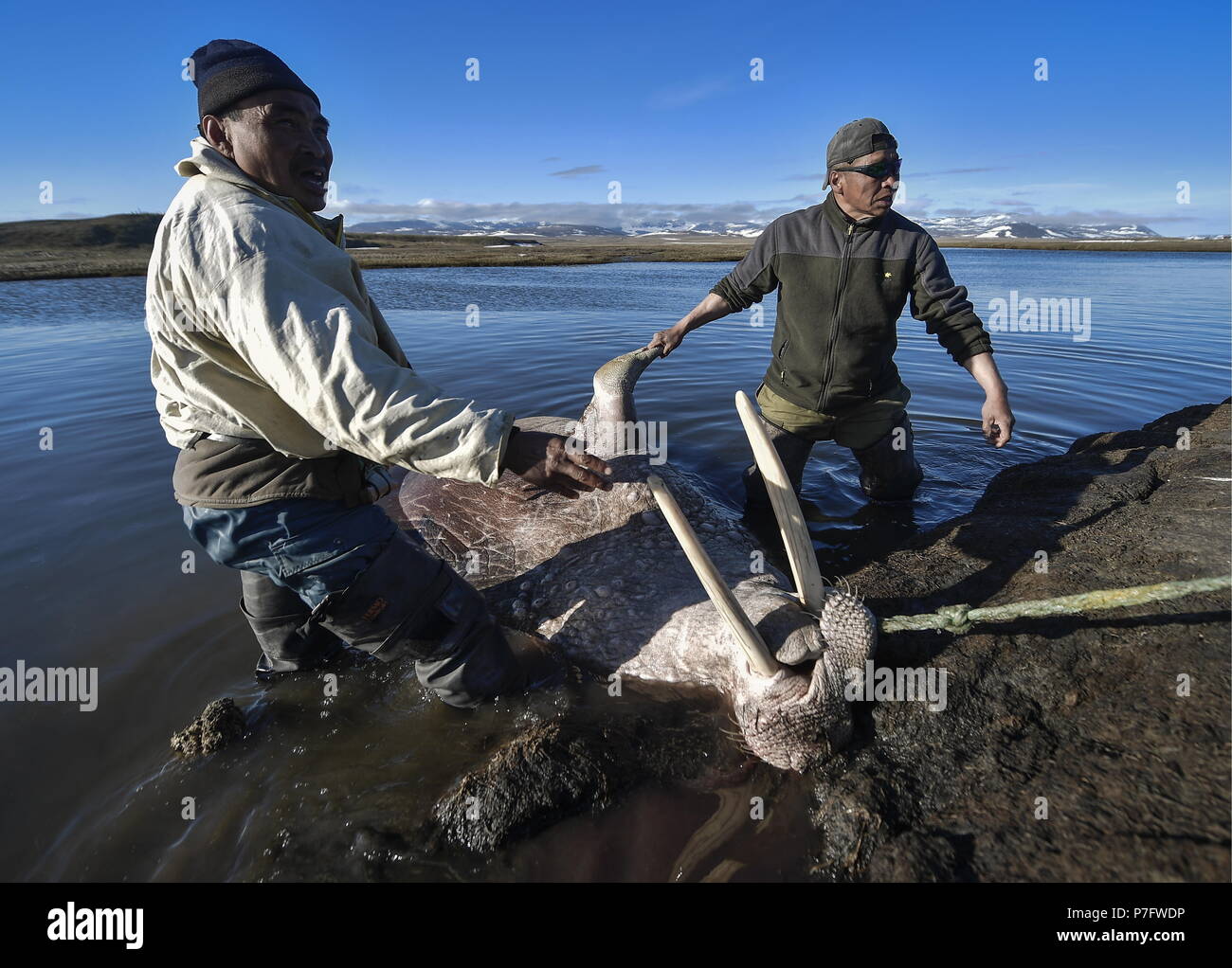 Hunt Walrus High Resolution Stock Photography and Images - Alamy