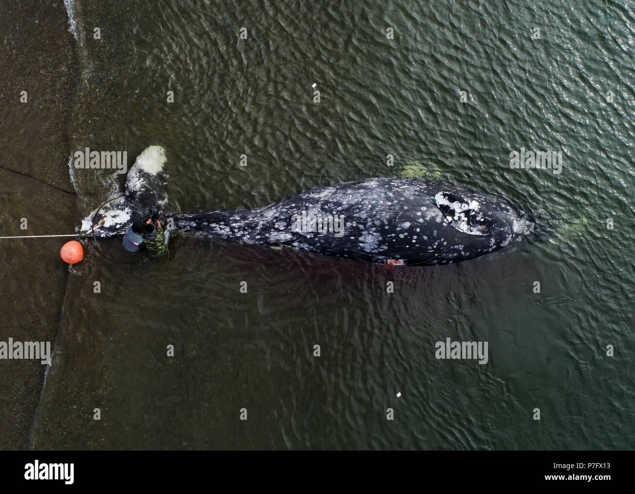 Aboriginal Whaling High Resolution Stock Photography and Images - Alamy