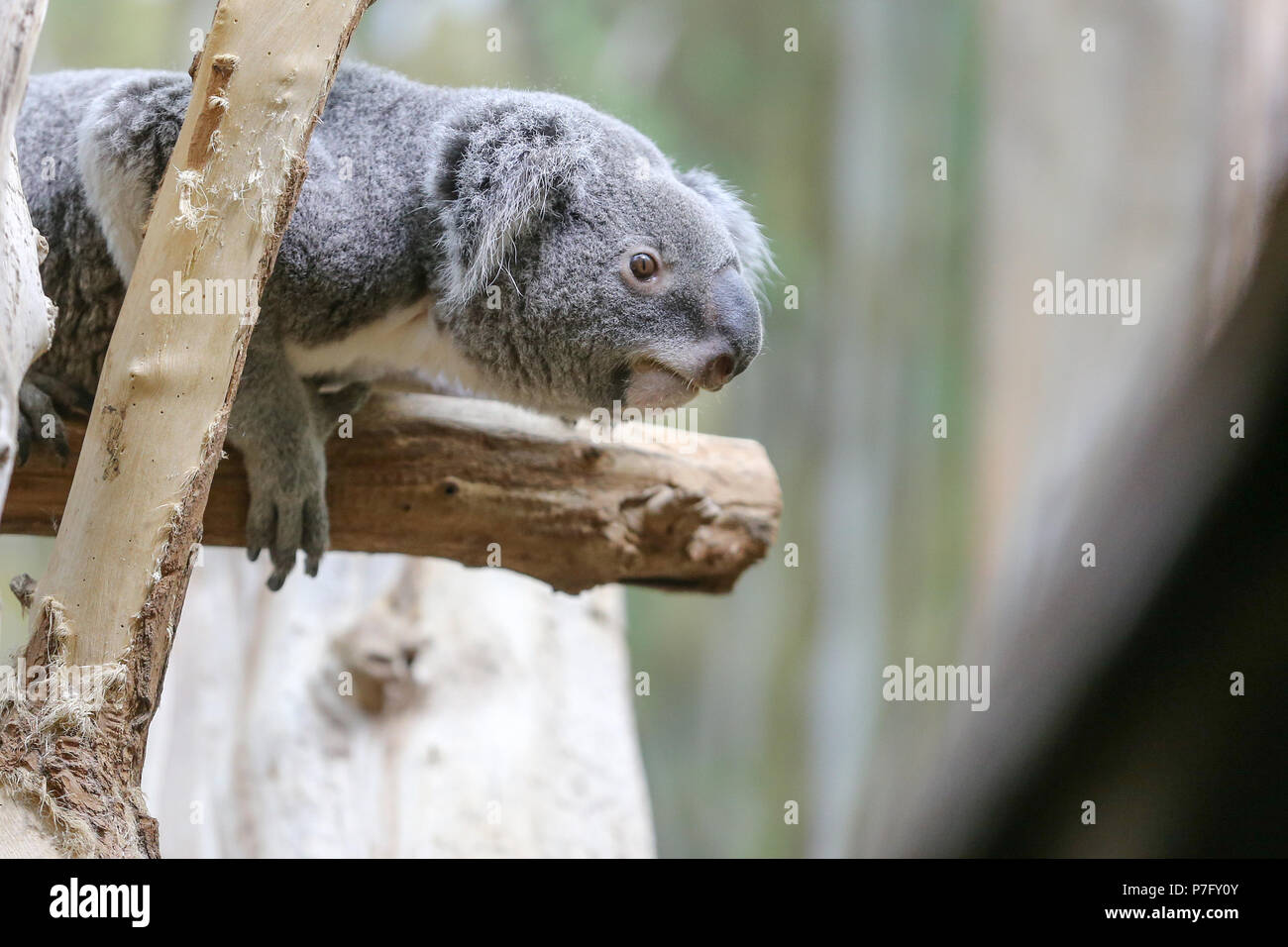 Oobi ooobi hi-res stock photography and images - Alamy