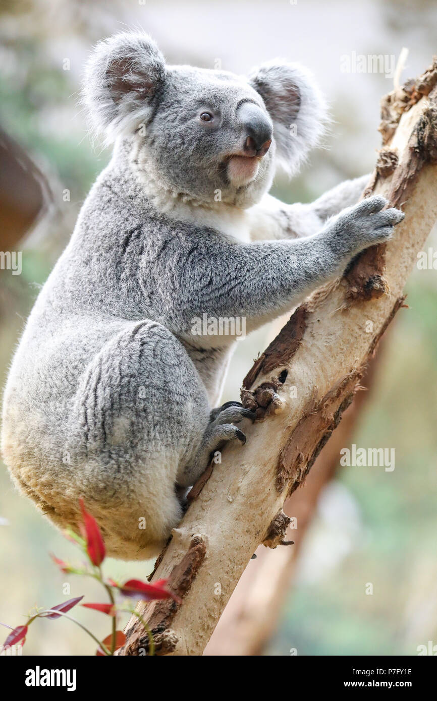 Leipzig, Germany. 06th July, 2018. Koala Tinaroo sitting in its new ...