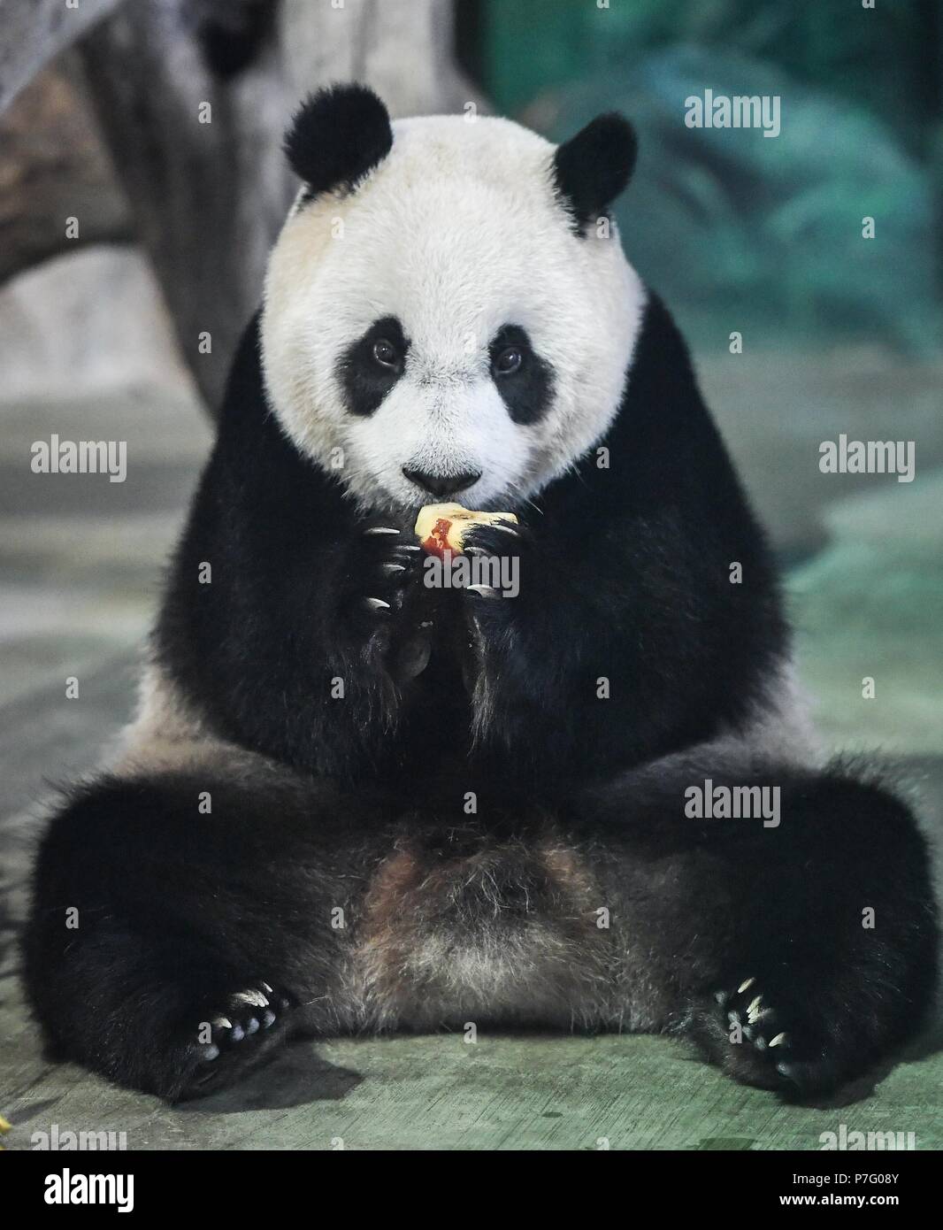 Taipei. 6th July, 2018. Photo taken on July 6, 2018 shows giant panda ...