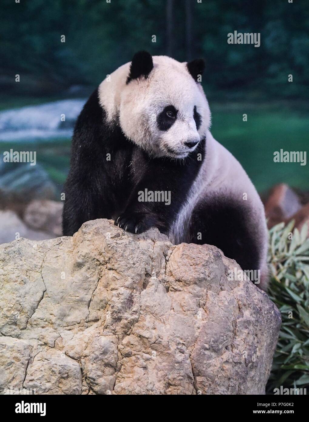 Taipei. 6th July, 2018. Photo taken on July 6, 2018 shows giant panda ...