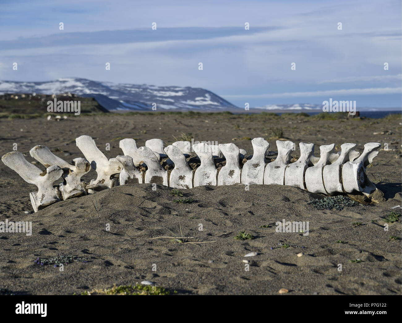 Whale Backbone High Resolution Stock Photography and Images - Alamy