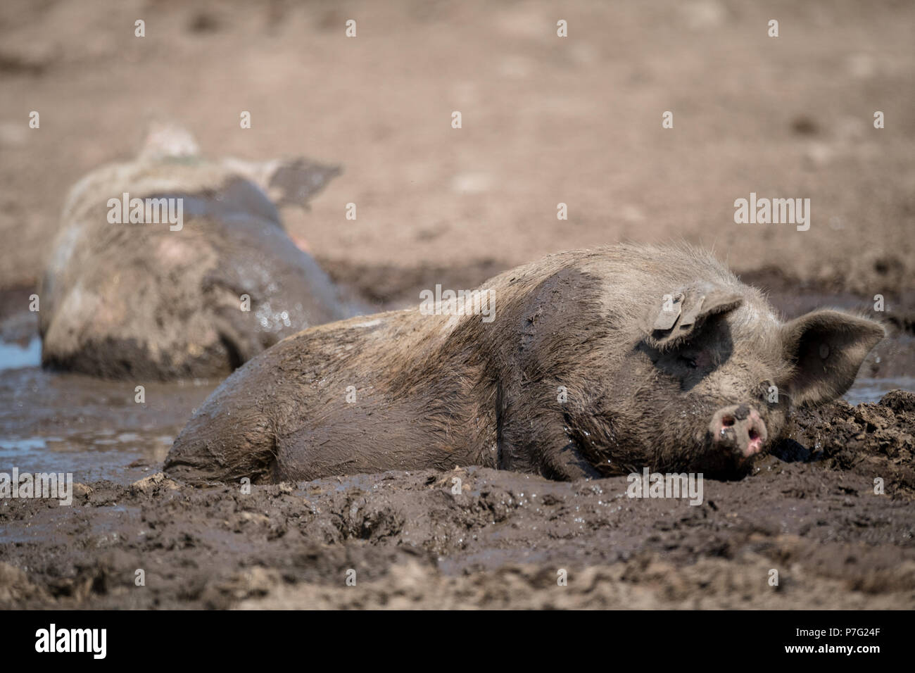 Cool down hot weather hi-res stock photography and images - Alamy