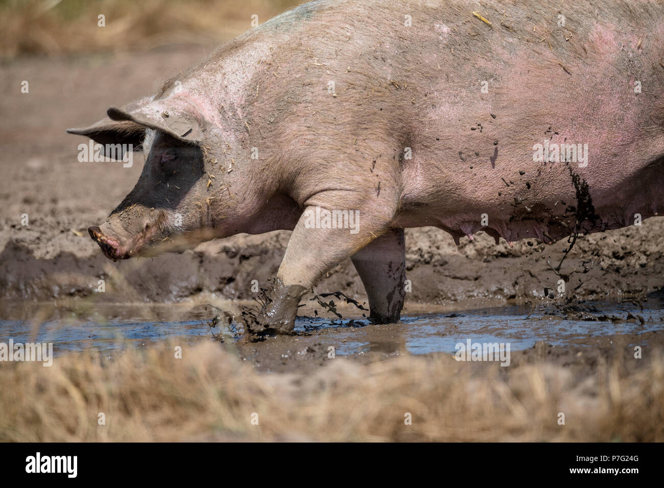 Pigs laying in mud hi-res stock photography and images - Alamy