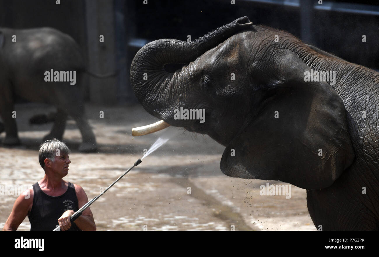 Germany, Wuppertal. 6th July, 2018. A caretaker gives the elephant a ...