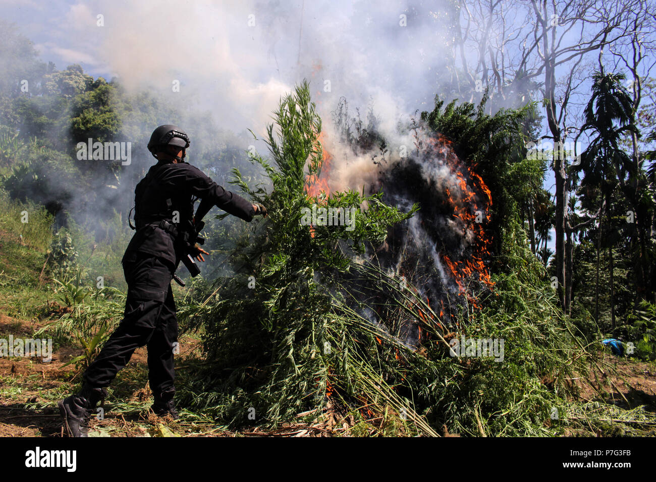 A policeman seen starting a fire to destroy the cannabis plants ...