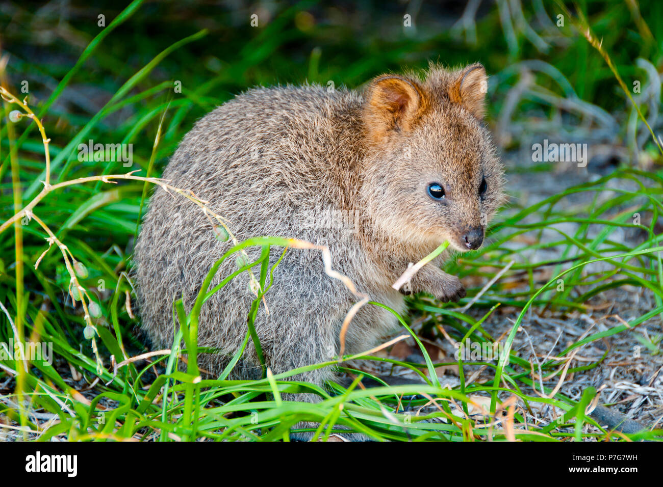 Quokka - Rottnest Island - Australia Stock Photo - Alamy