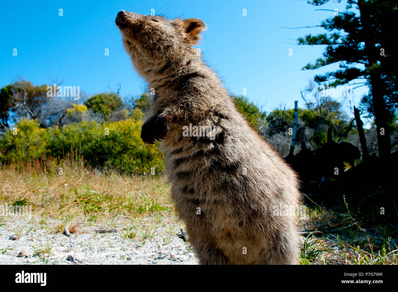 Quokka - Rottnest Island - Australia Stock Photo - Alamy