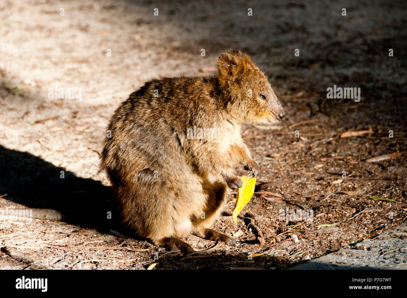 Quokka - Rottnest Island - Australia Stock Photo - Alamy