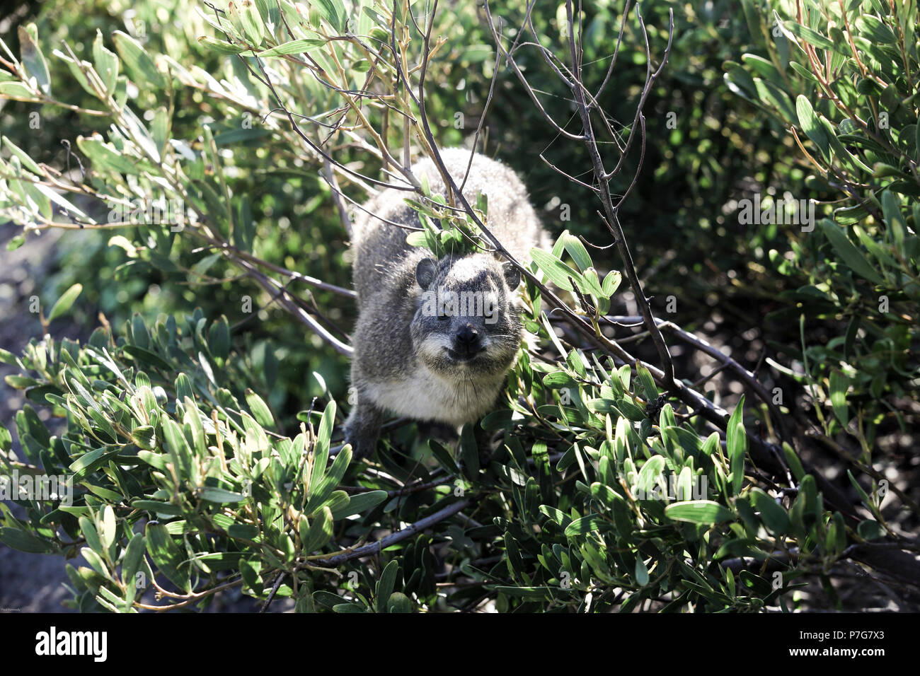 Tree dassie hi-res stock photography and images - Alamy